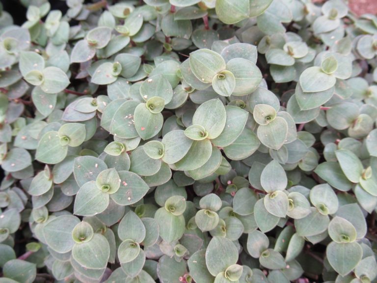 Callisia repens - KiliHolland