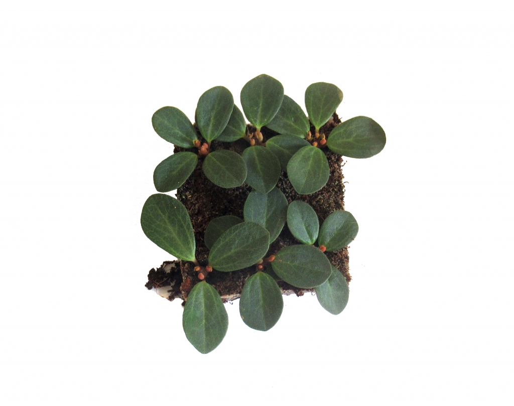 Peperomia verticillata Red Log® - KiliHolland
