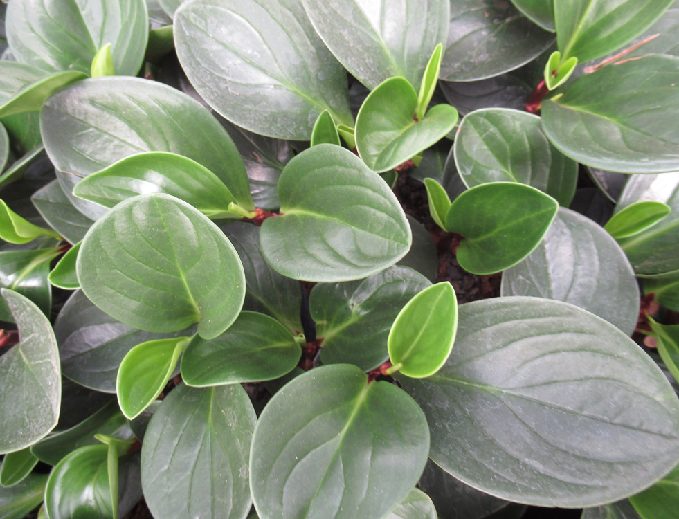 Peperomia obt. red canyon ® - KiliHolland