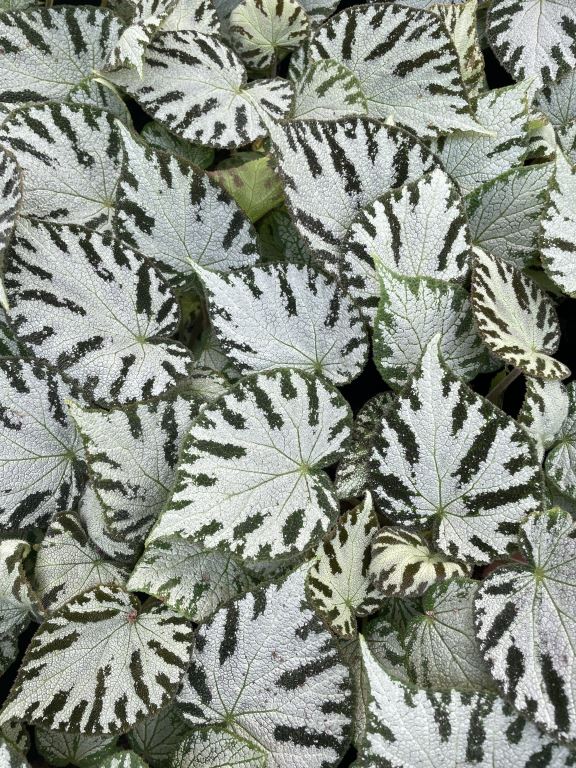 Begonia Silver Jewel - KiliHolland