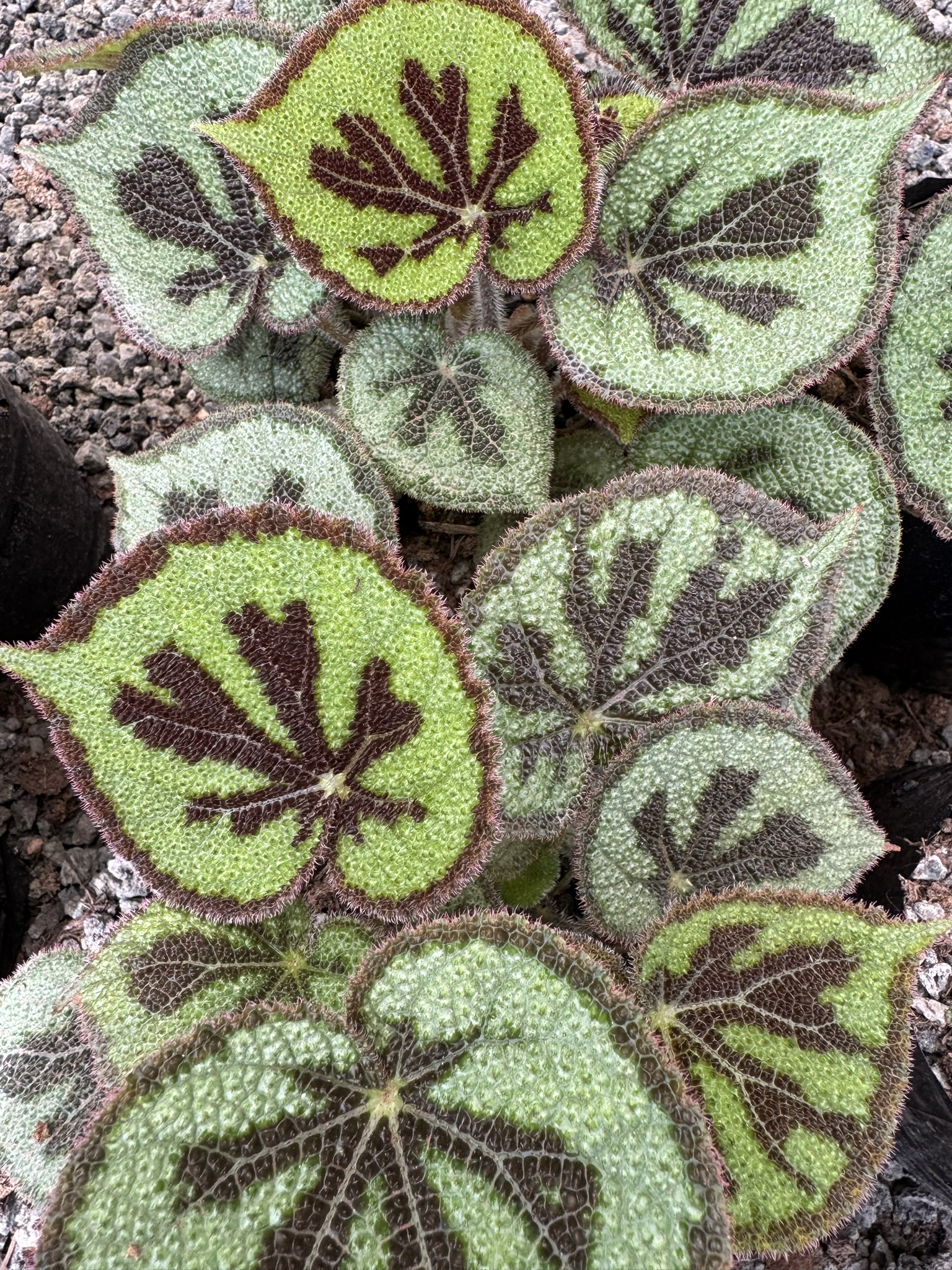 Begonia masoniana rock® - KiliHolland